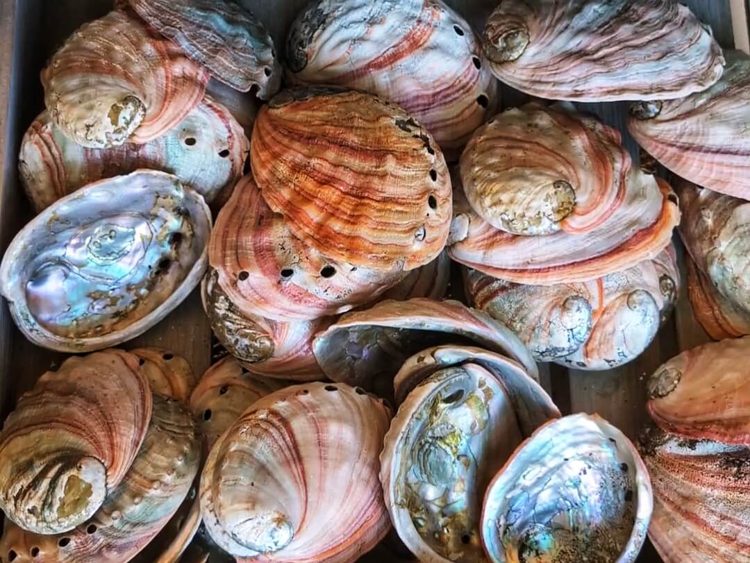 Discover The Cultured Abalone Farm: A Hidden Gem Near Santa Barbara ...